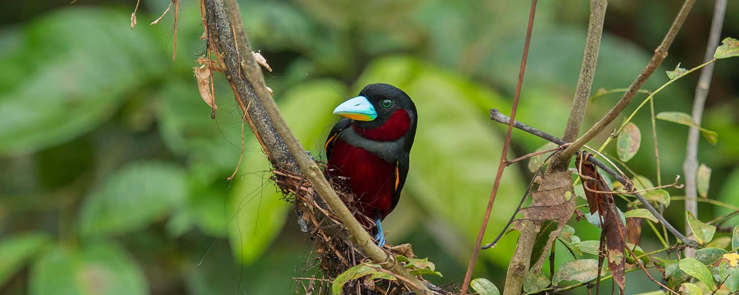 Borneo Bird Festival Experience | Sticky Rice Travel