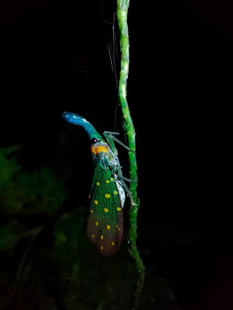 Camping in an Ancient Rainforest at Danum Valley Field Centre