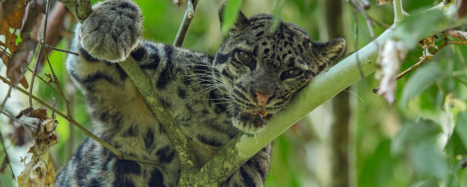 INFAPRO BORNEO | Sticky Rice Travel